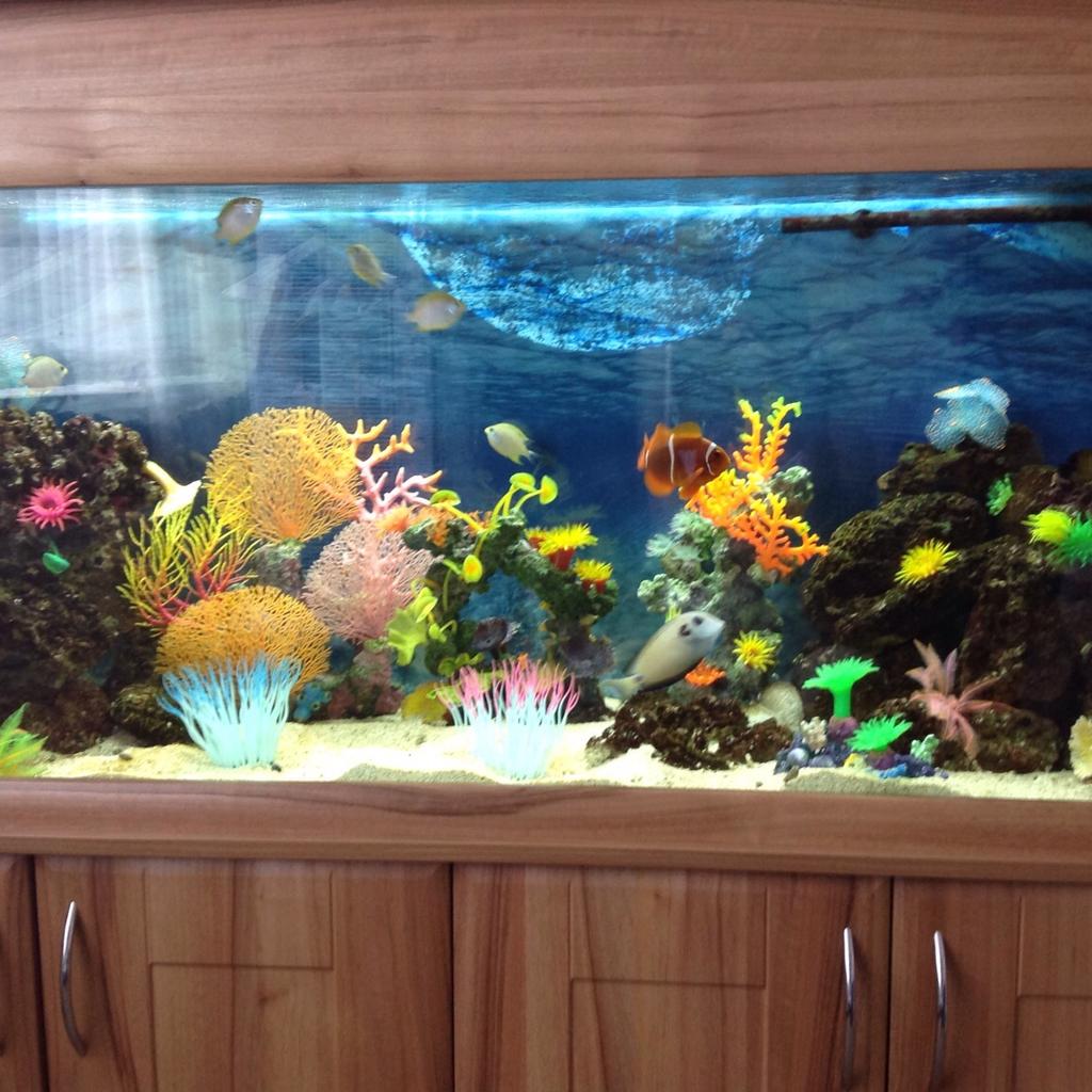 5 foot marine fish tank in Bolsover für £ 1.000,00 zum Verkauf | Shpock AT