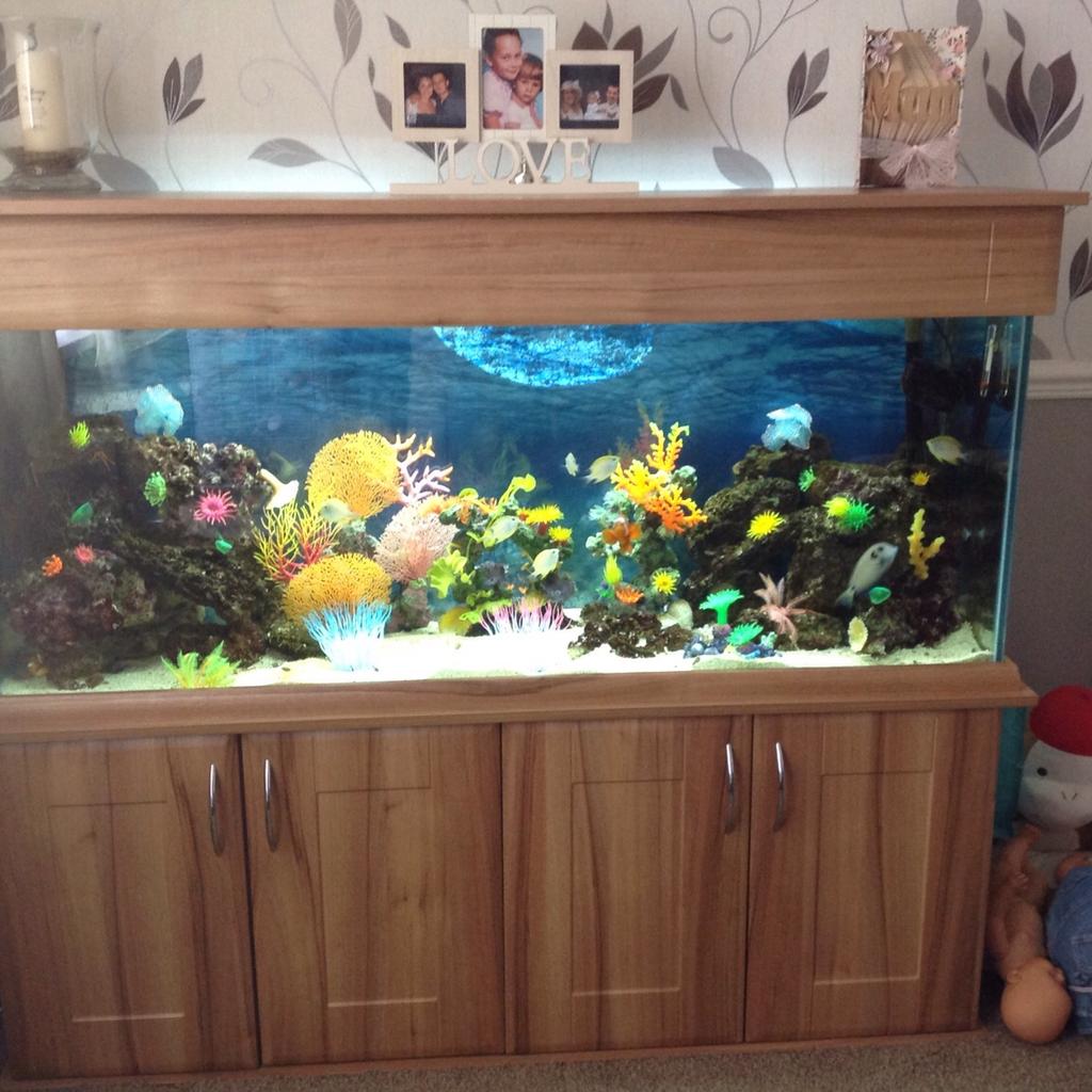 5 foot marine fish tank in Bolsover für £ 1.000,00 zum Verkauf | Shpock AT