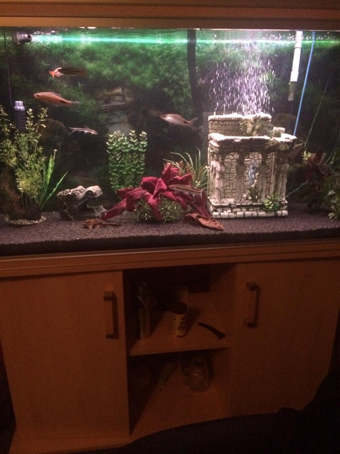 Rena fish tank in B79 Tamworth für 100,00 £ zum Verkauf | Shpock DE