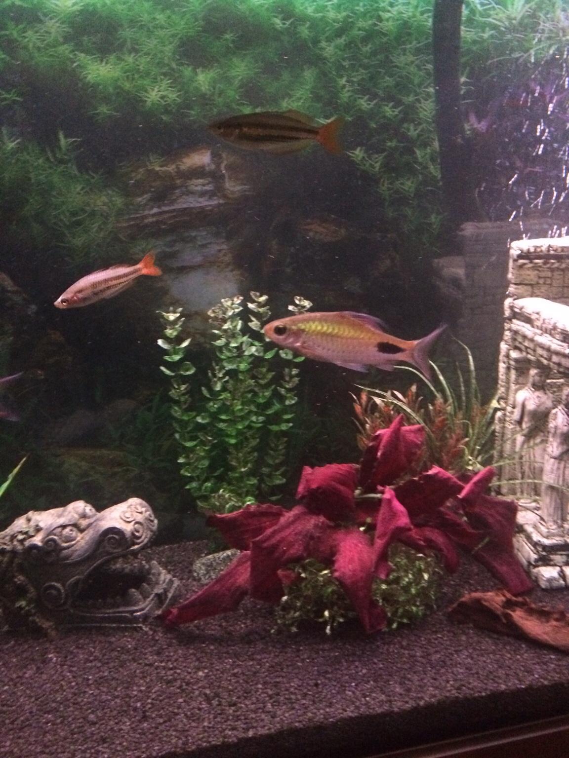 Rena fish tank in B79 Tamworth für 100,00 £ zum Verkauf | Shpock DE