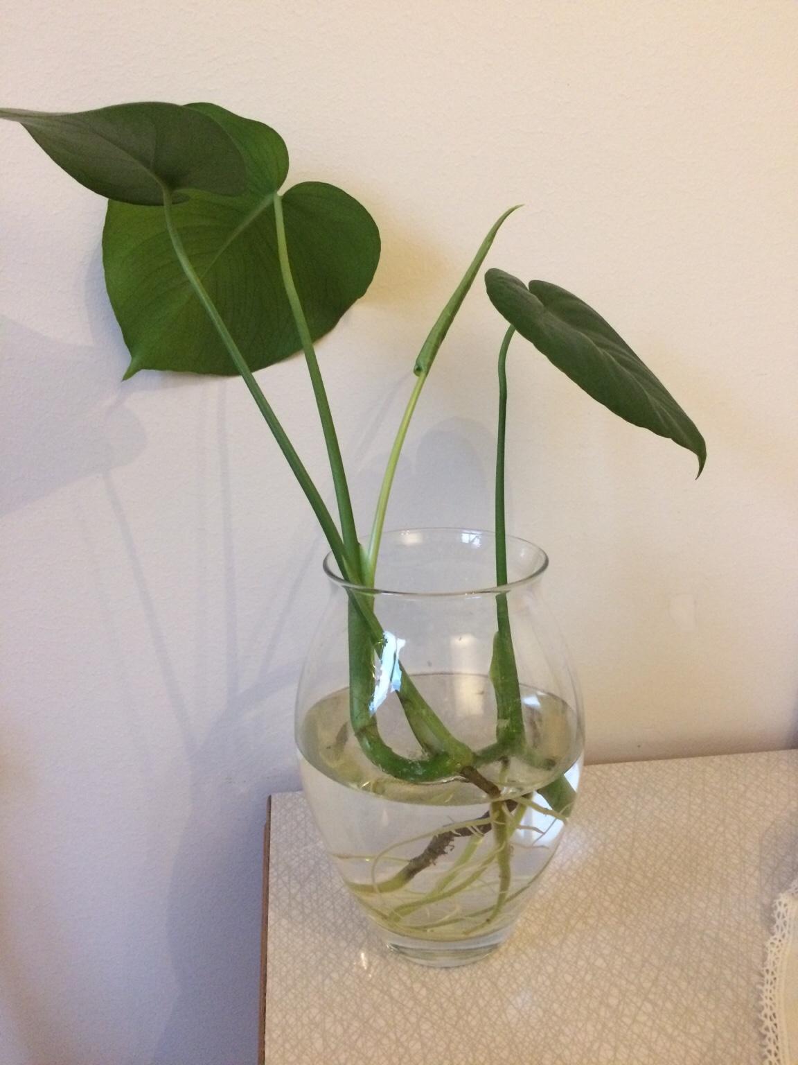 Stickling från monstera in 50336 Borås für 50,00 SEK zum Verkauf ...