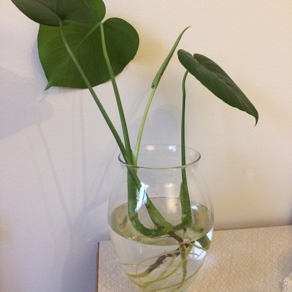 Stickling från monstera in 50336 Borås für 50,00 SEK zum Verkauf ...