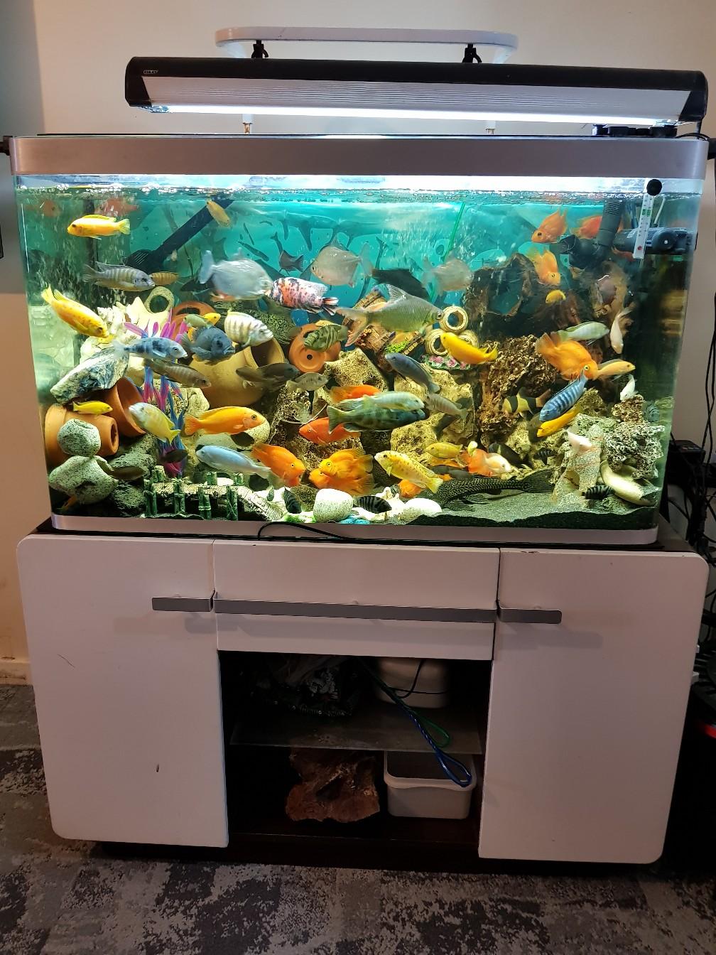 Fluval Osaka Fish Tank 320 liters aquarium in E13 Newham für 150,00 ...