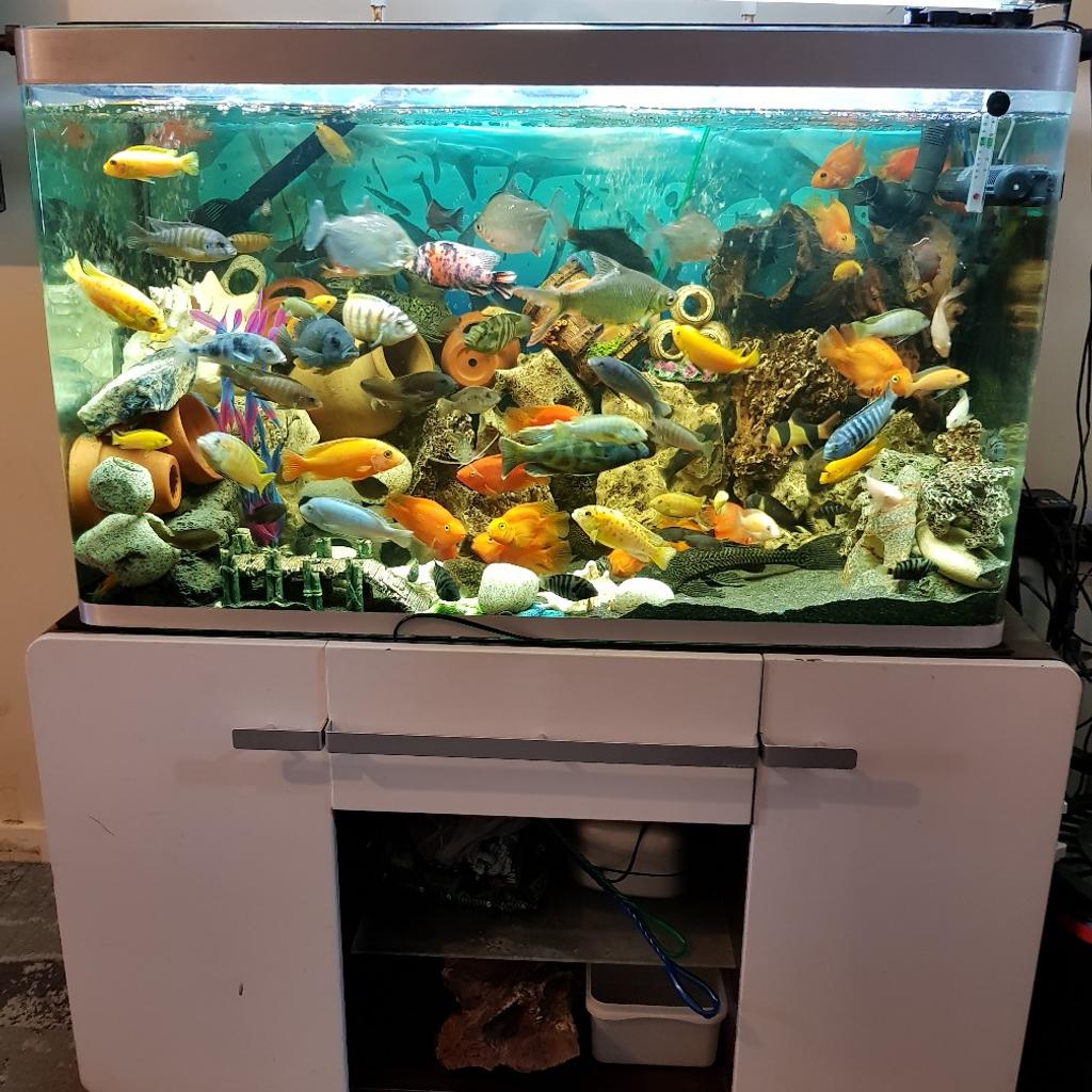 Fluval Osaka Fish Tank 320 liters aquarium in E13 Newham für 150,00 ...