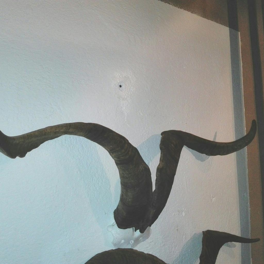 Ziegenbock Hörner Krampus Goas Bock in 6170 Zirl für € 111,00 zum ...