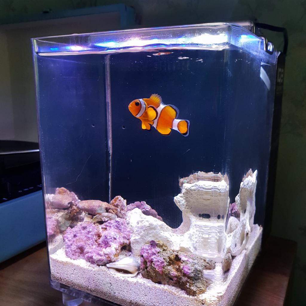 Stunning DYMAX IQ3 acrylic aquarium in Norton Green für £ 50,00 zum ...