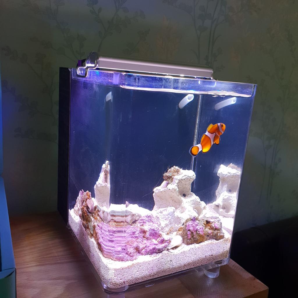 Stunning DYMAX IQ3 acrylic aquarium in Norton Green für £ 50,00 zum ...