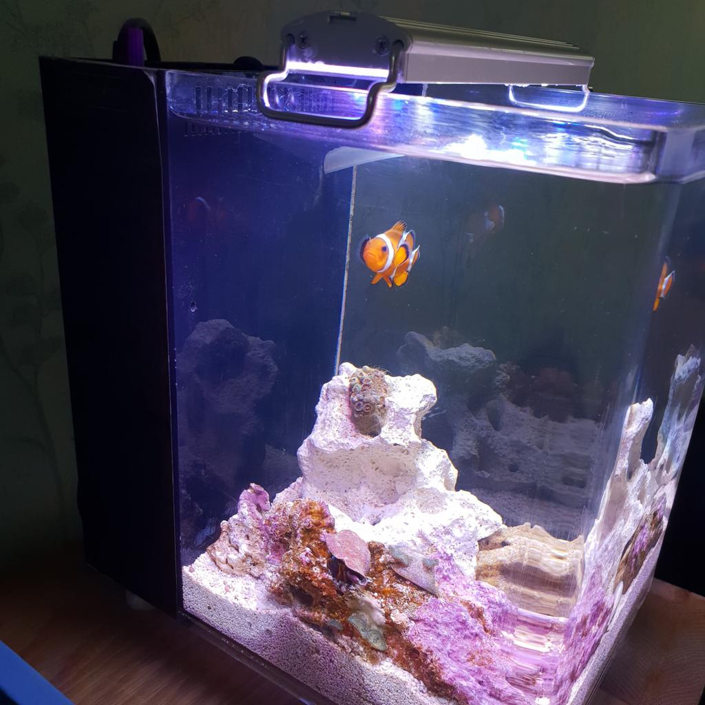 Stunning DYMAX IQ3 acrylic aquarium in Norton Green für £ 50,00 zum ...