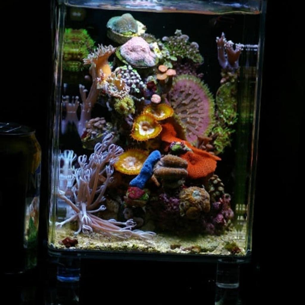 Stunning DYMAX IQ3 acrylic aquarium in Norton Green für £ 50,00 zum ...