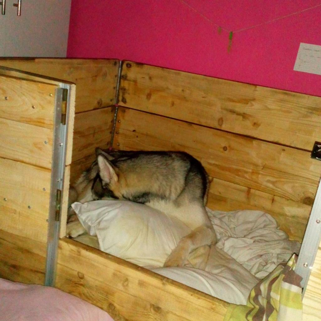 xxl whelping box in LE9 Blaby for £60.00 for sale | Shpock