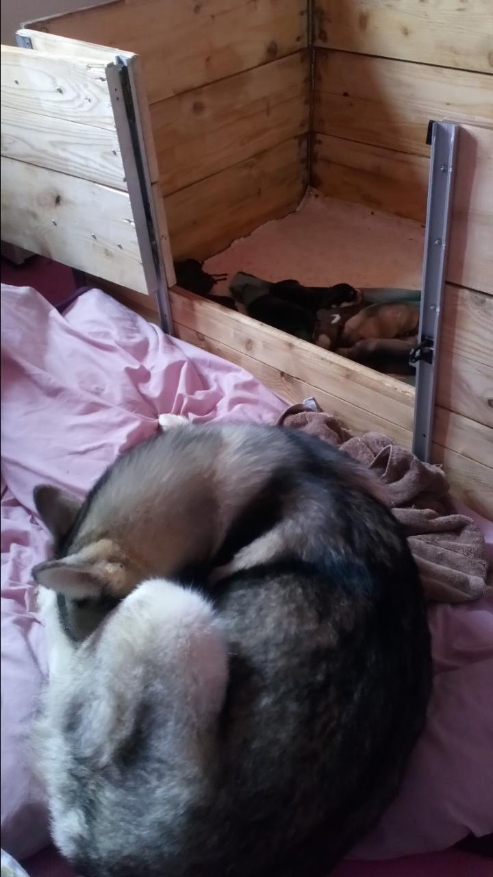 xxl whelping box in LE9 Blaby for £60.00 for sale | Shpock