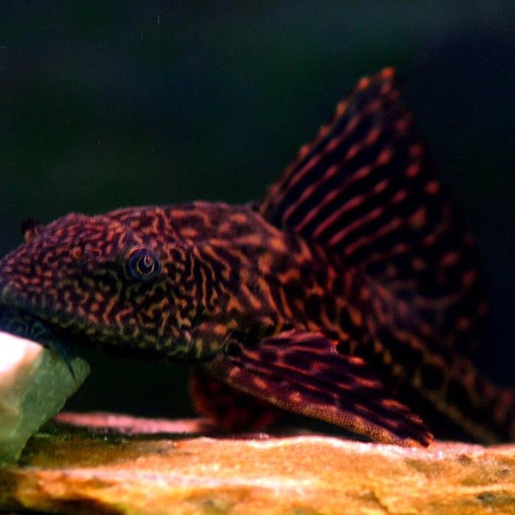 Common pleco in B80 Redditch für gratis zum Verkauf | Shpock DE