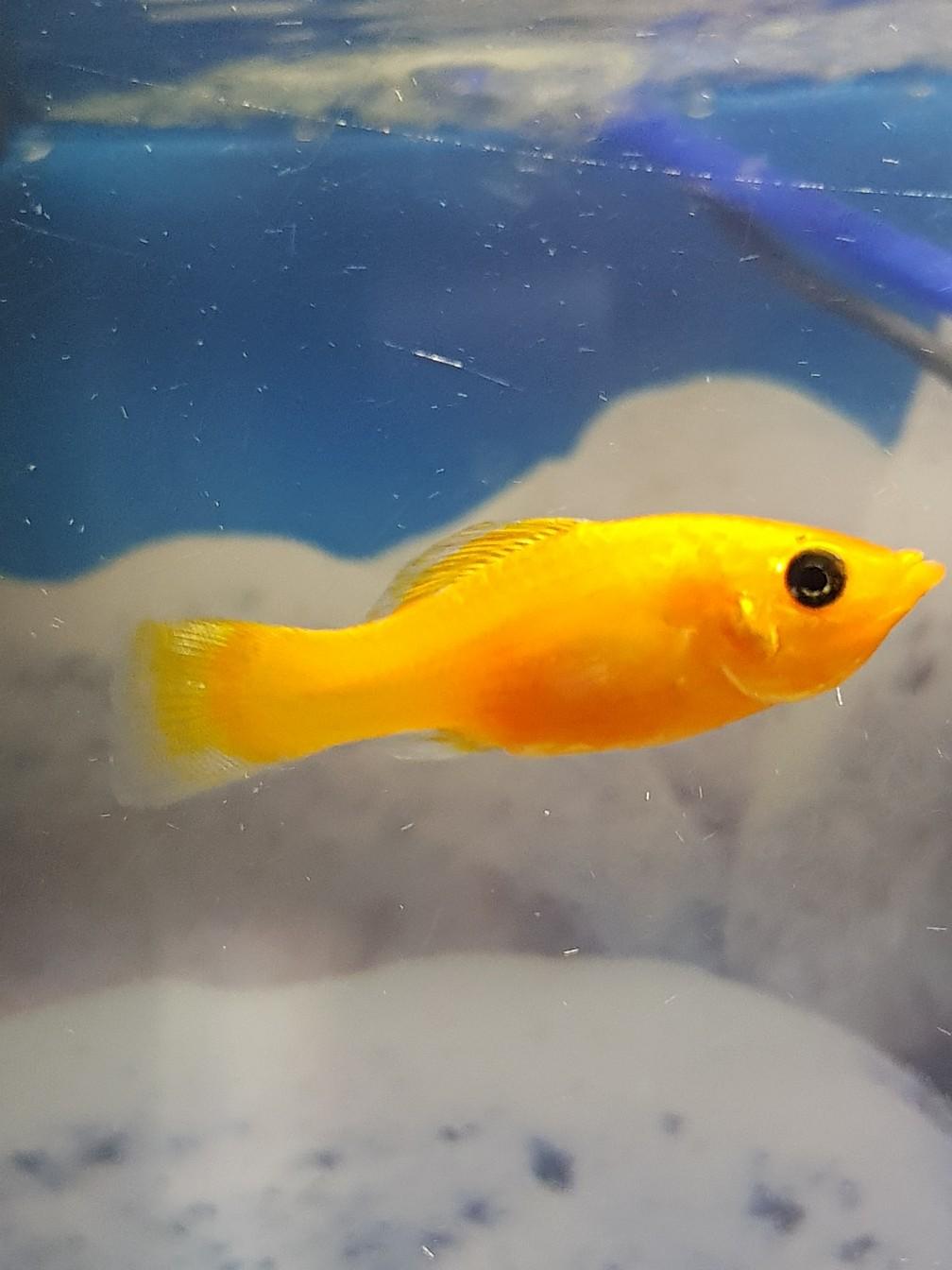 Tropical Fish molly neon tetra blue shrimp in E13 Newham für 1,00 £ zum ...
