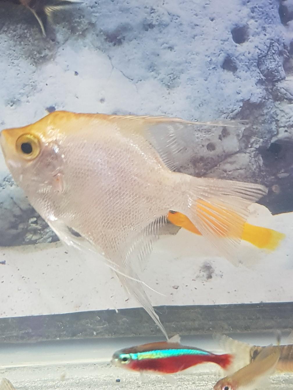 Tropical Fish molly neon tetra blue shrimp in E13 Newham für 1,00 £ zum ...