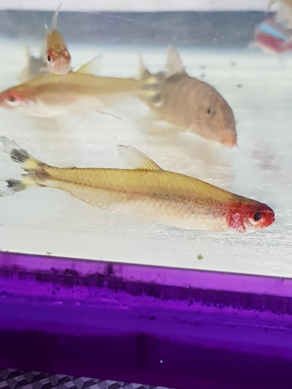 Tropical Fish molly neon tetra blue shrimp in E13 Newham für 1,00 £ zum ...