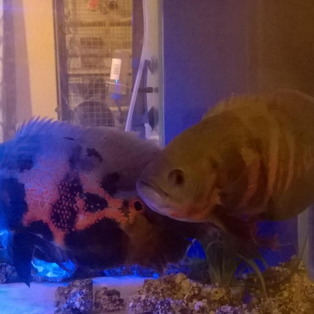 4ft tank and accessories in DY10 Forest für 80,00 £ zum Verkauf | Shpock DE