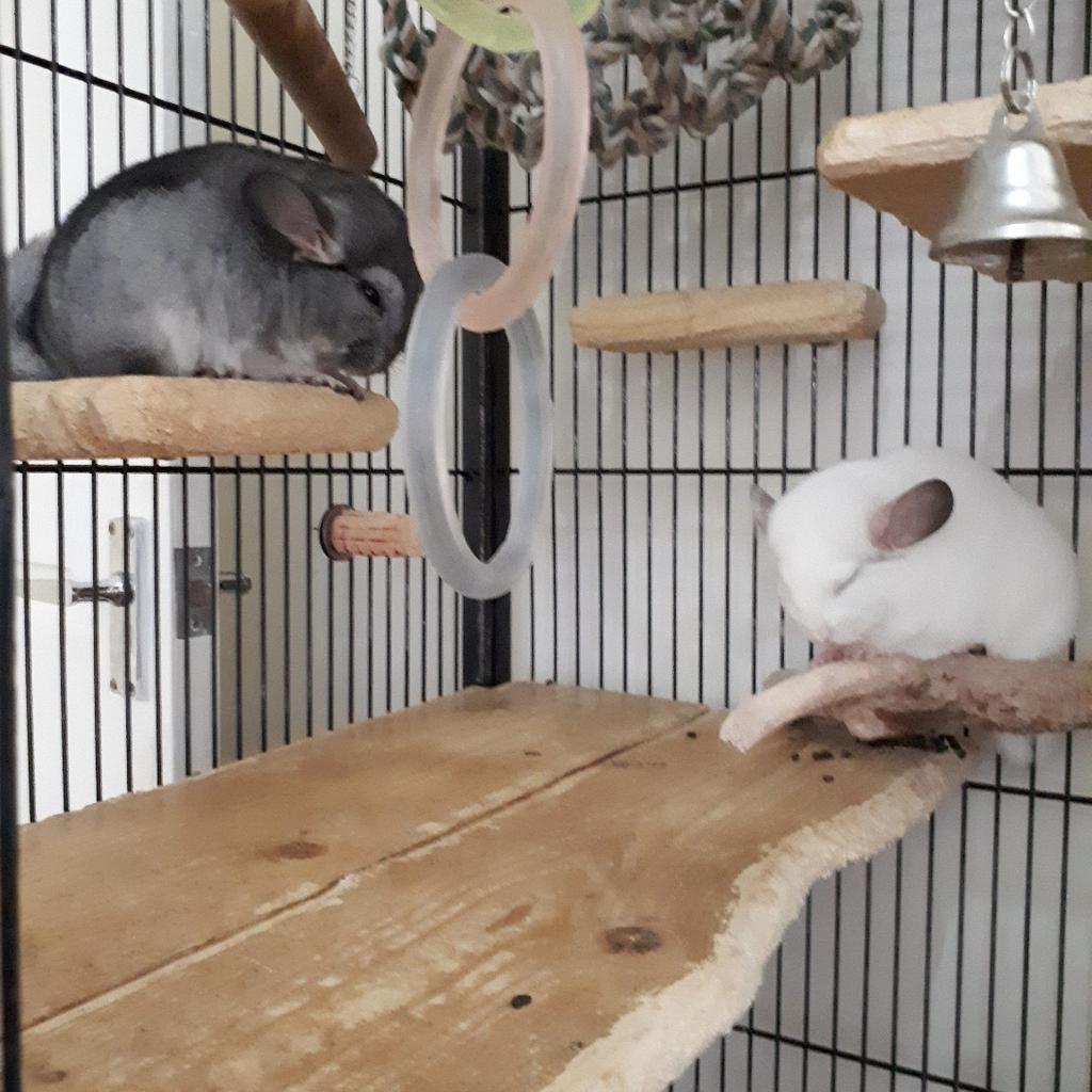 chinchilla kits in M34 Tameside für £ 100,00 zum Verkauf | Shpock AT