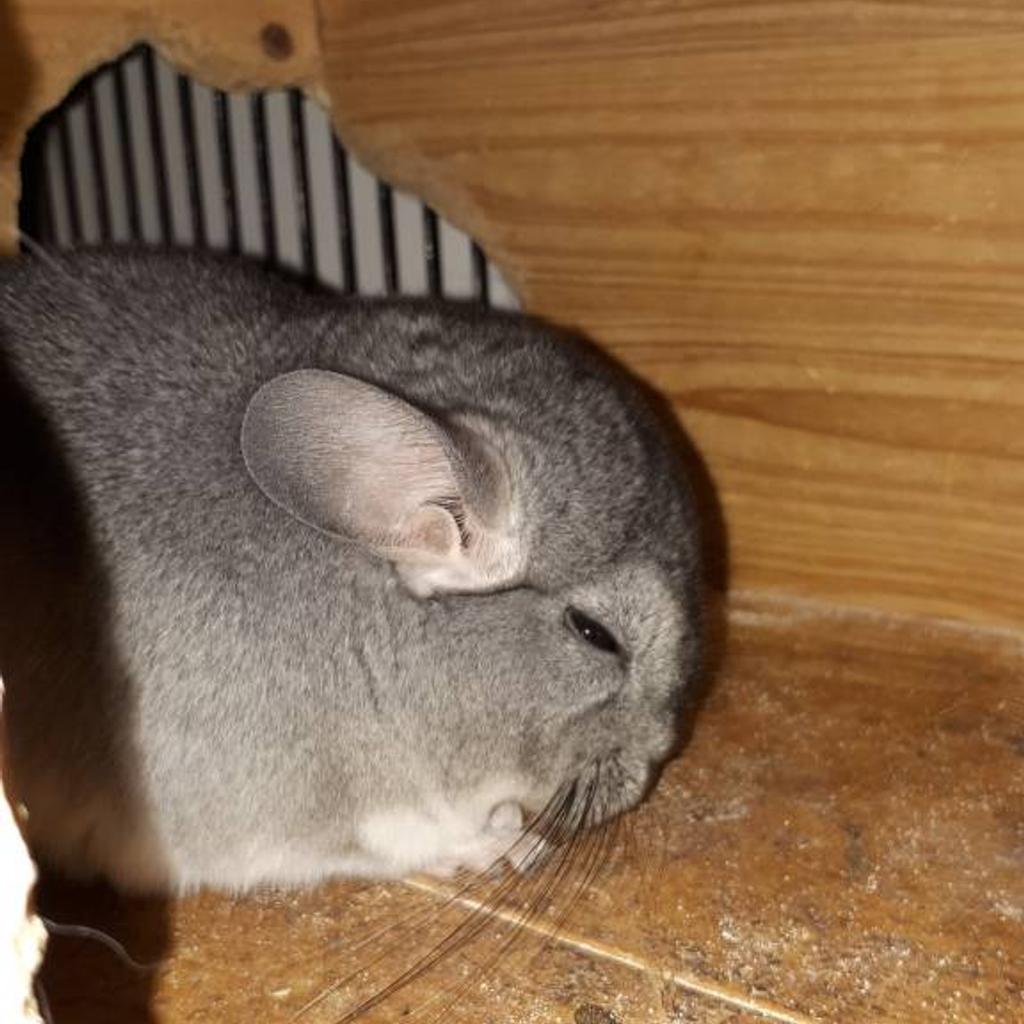 chinchilla kits in M34 Tameside für 100,00 £ zum Verkauf | Shpock DE
