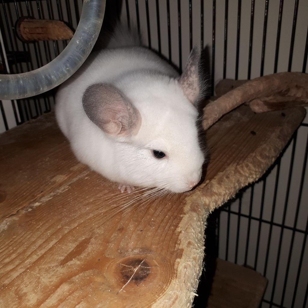 chinchilla kits in M34 Tameside für 100,00 £ zum Verkauf | Shpock DE