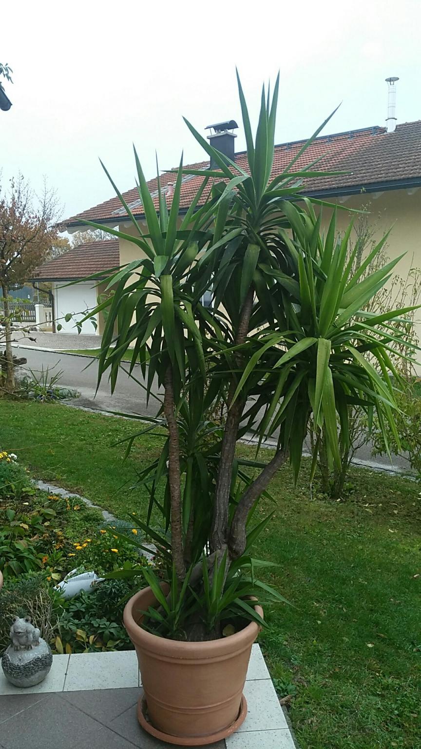 Palme mit Übertopf in 83416 Saaldorf-Surheim for €80.00 for sale | Shpock