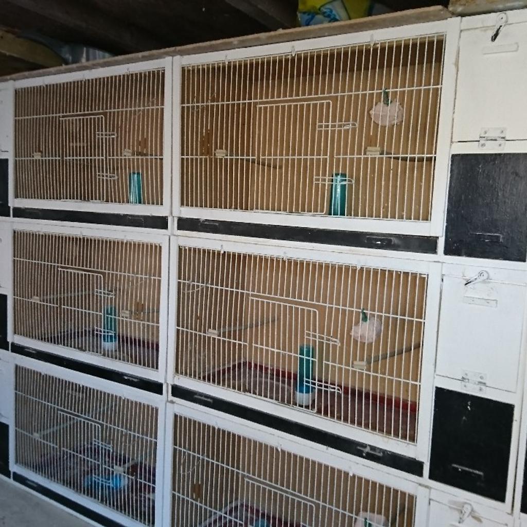 budgie breeding cages with built in nest box in TS4 Middlesbrough für £ ...