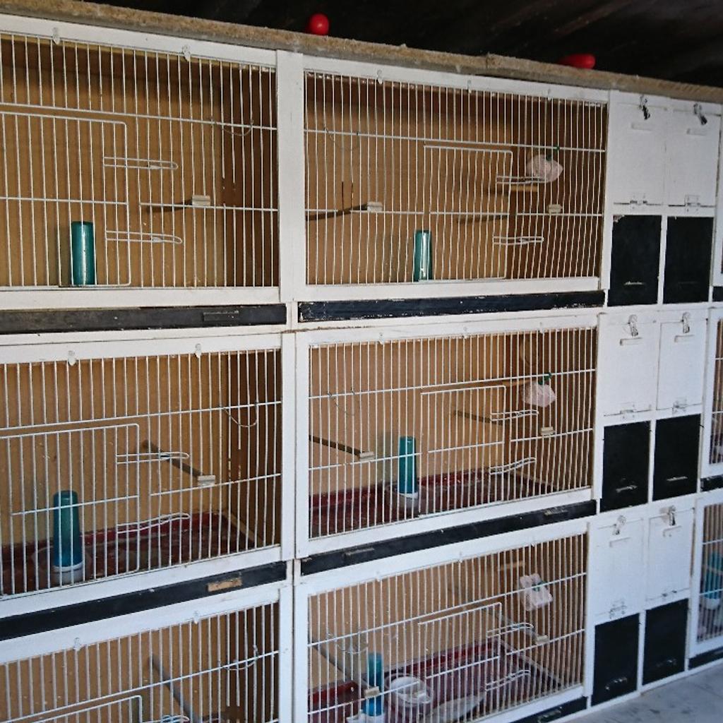 budgie breeding cages with built in nest box in TS4 Middlesbrough für £ ...