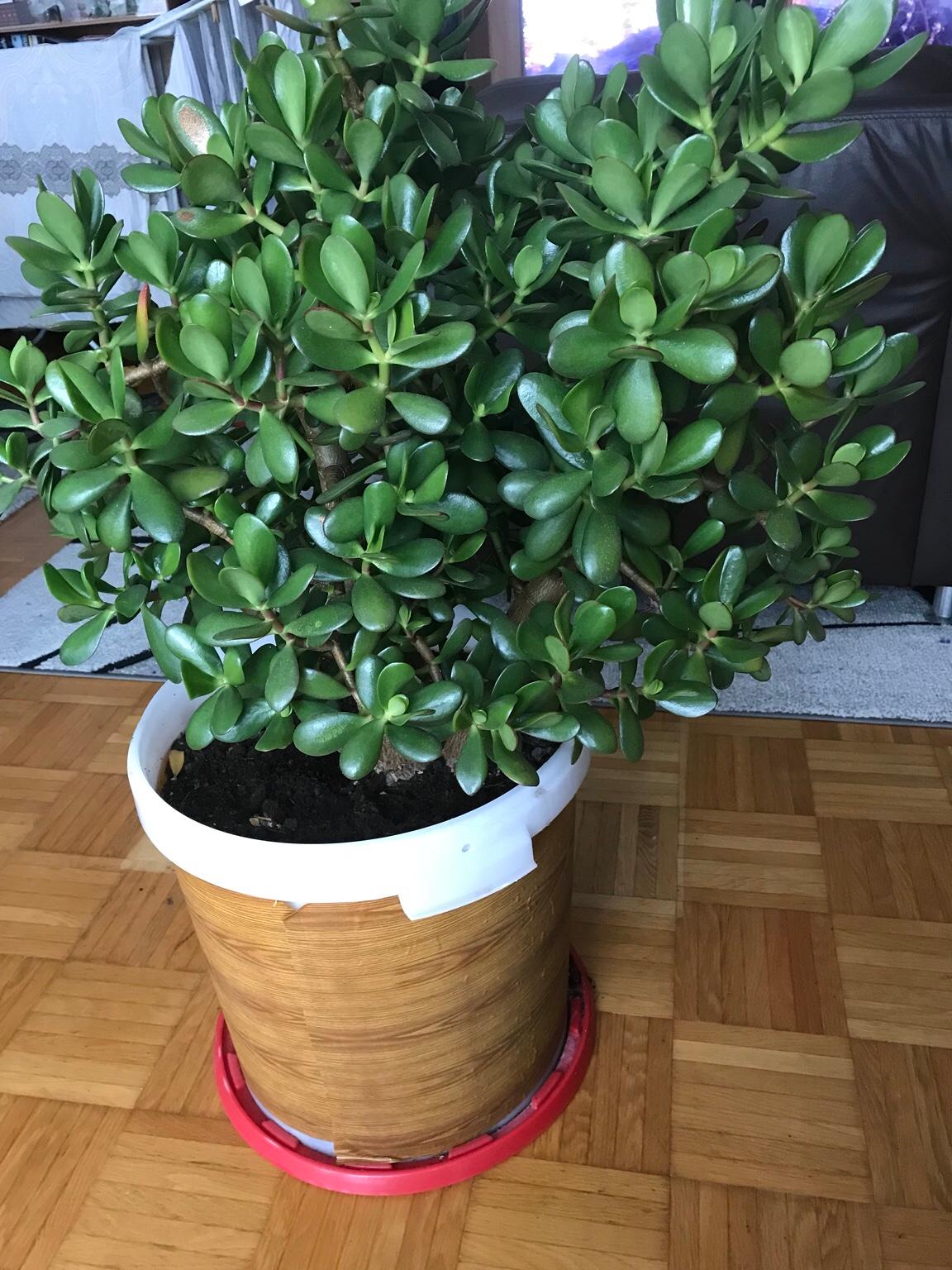 Pflanze- Geldbaum (Crassula ovata) in 6845 Hohenems für € 35,00 zum ...