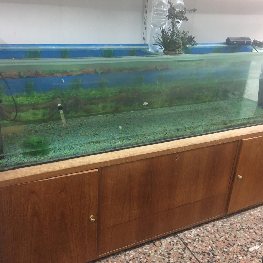 6ft fish tank in B11 Birmingham for £150.00 for sale | Shpock