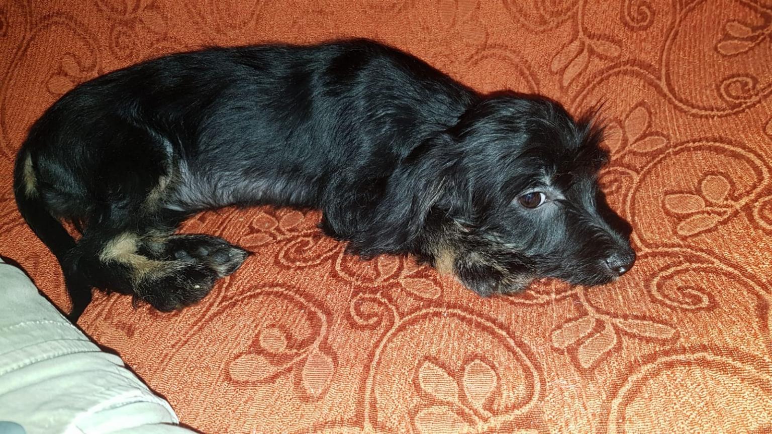 yorkshire incrocio in 20151 Milano für gratis zum Verkauf | Shpock DE