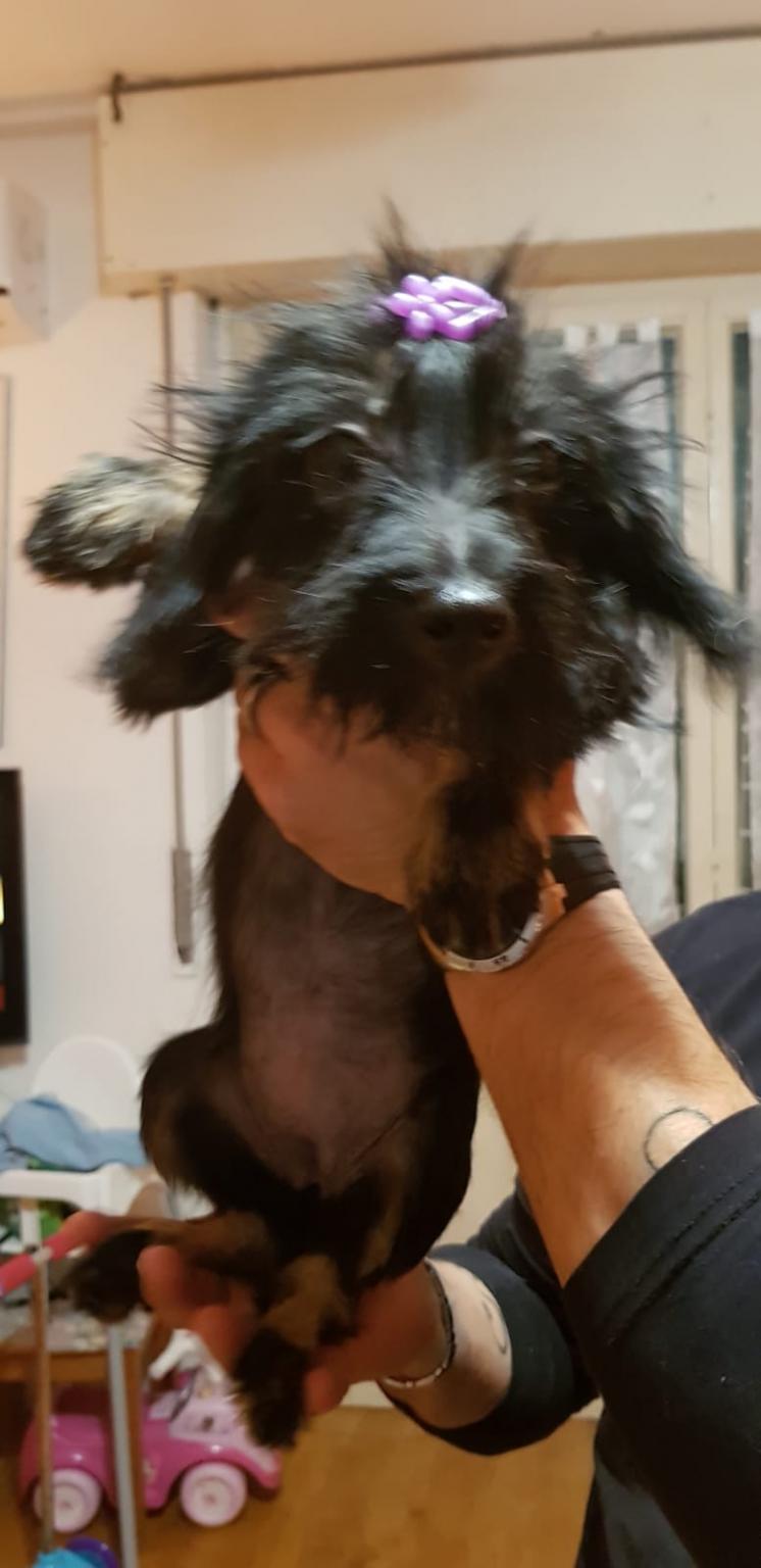 yorkshire incrocio in 20151 Milano für gratis zum Verkauf | Shpock DE