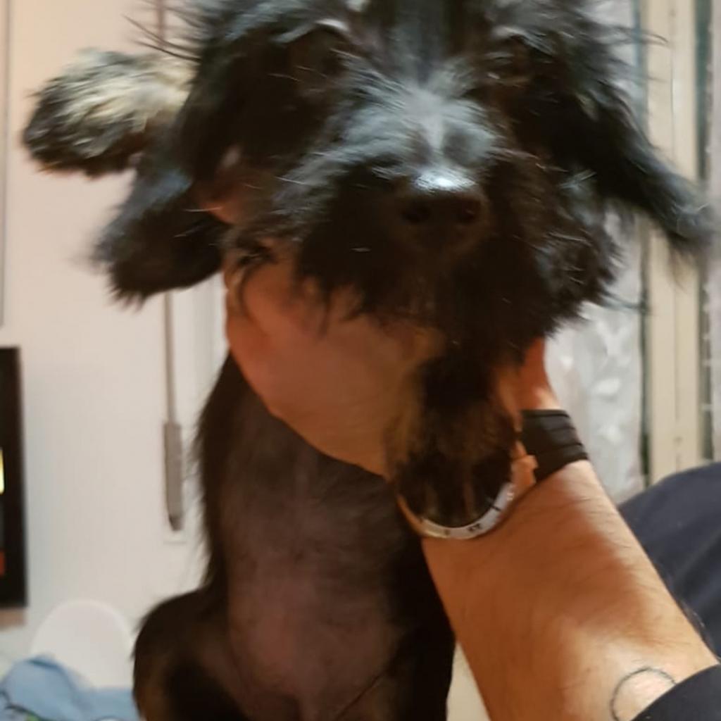 yorkshire incrocio in 20151 Milano für gratis zum Verkauf | Shpock DE