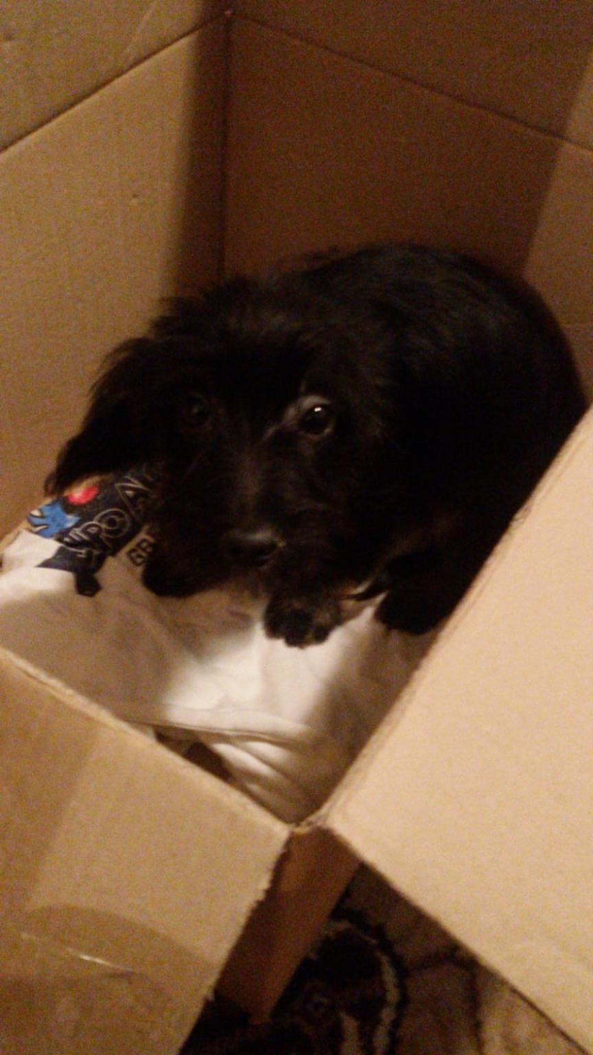 yorkshire incrocio in 20151 Milano für gratis zum Verkauf | Shpock DE