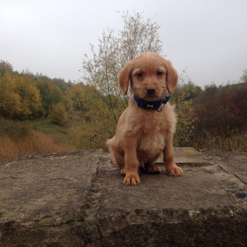 Labradoodle puppy in DN6 Doncaster für £ 250,00 zum Verkauf | Shpock AT