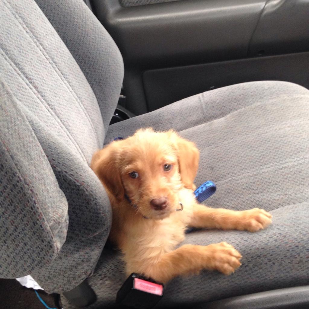 Labradoodle puppy in DN6 Doncaster für £ 250,00 zum Verkauf | Shpock AT