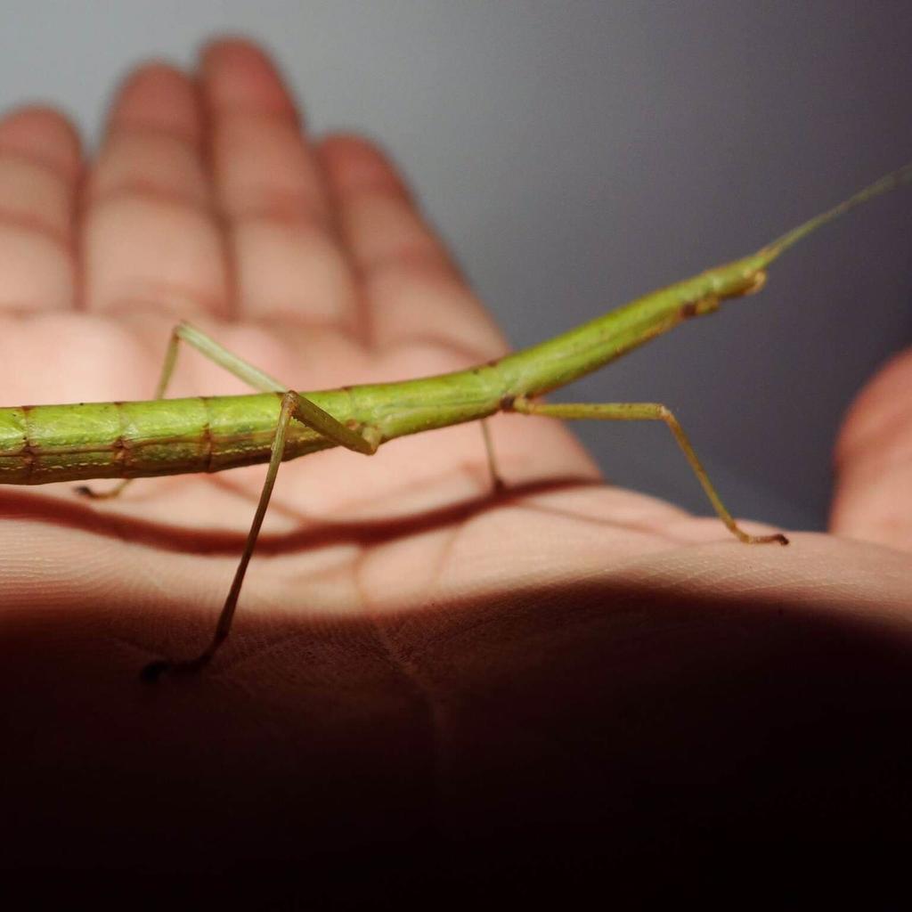 Indian Stick Insects in CF Cardiff für gratis zum Verkauf | Shpock DE