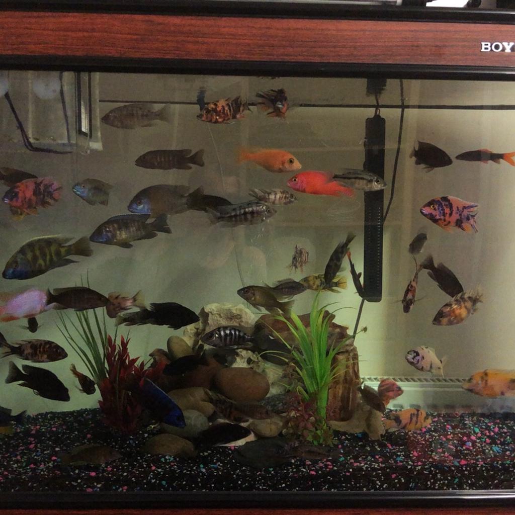 BOYU BULLET FISH TANK in LE1 Leicester für £ 350,00 zum Verkauf | Shpock AT