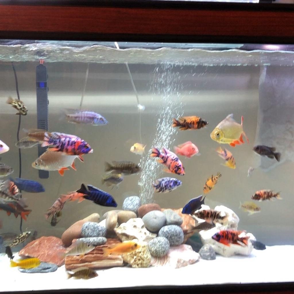 BOYU BULLET FISH TANK in LE1 Leicester für £ 350,00 zum Verkauf | Shpock AT