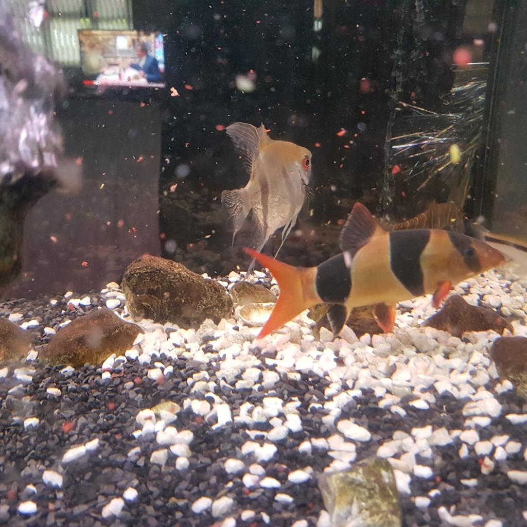 Jewel fish tank in LE4 Leicester für 90,00 £ zum Verkauf | Shpock DE