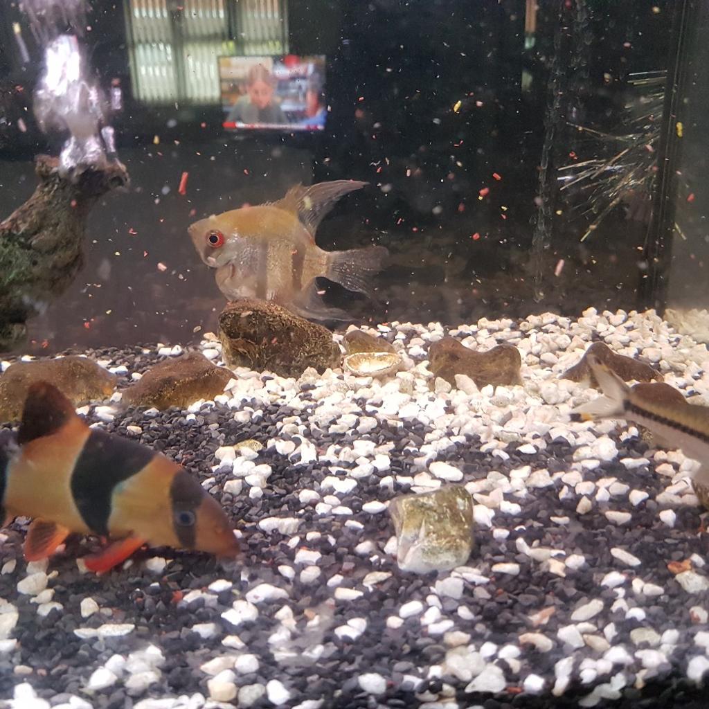 Jewel fish tank in LE4 Leicester für 90,00 £ zum Verkauf | Shpock DE