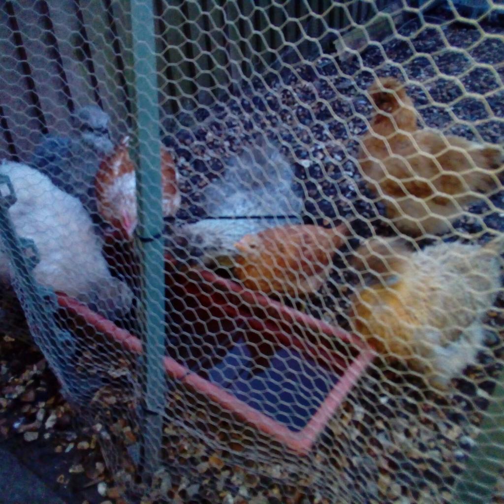 silkie chickens & 2 Warren bantam chicks in WV16 Ditton Priors für 65 ...