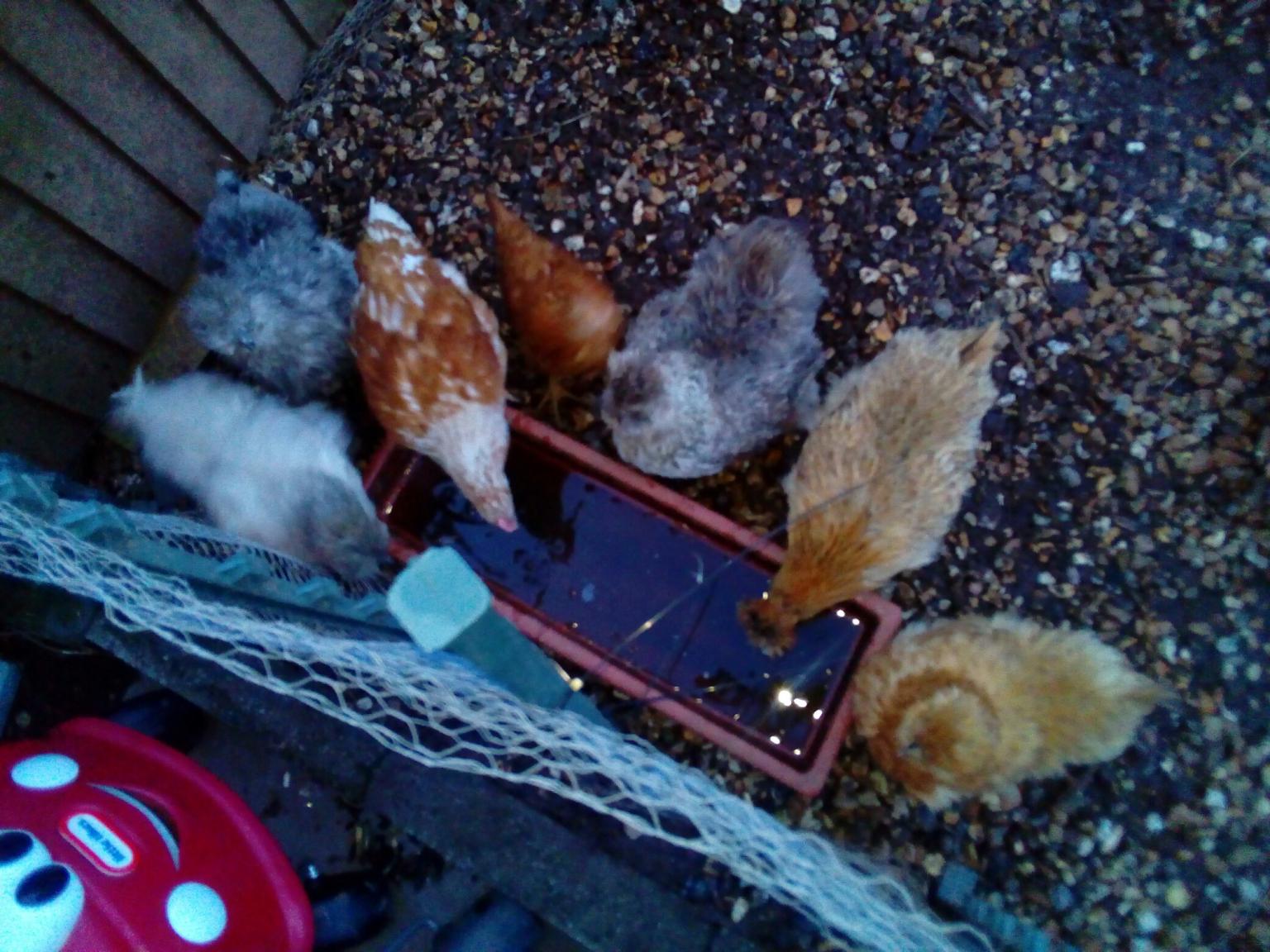 silkie chickens & 2 Warren bantam chicks in WV16 Ditton Priors für 65 ...