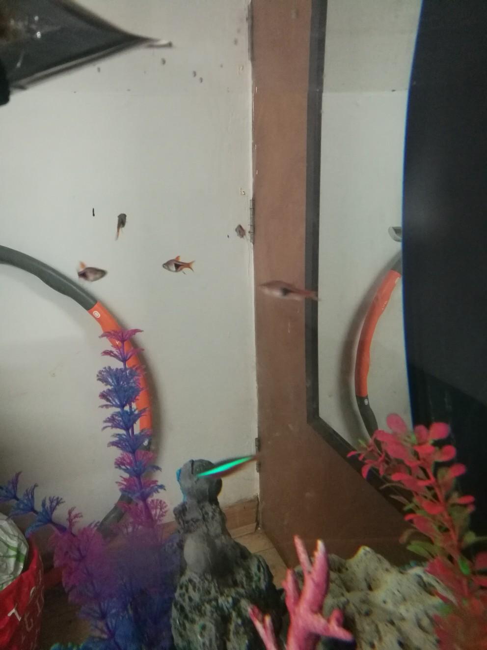 Fish tank and accessories in BD5 Bradford für 70,00 £ zum Verkauf ...