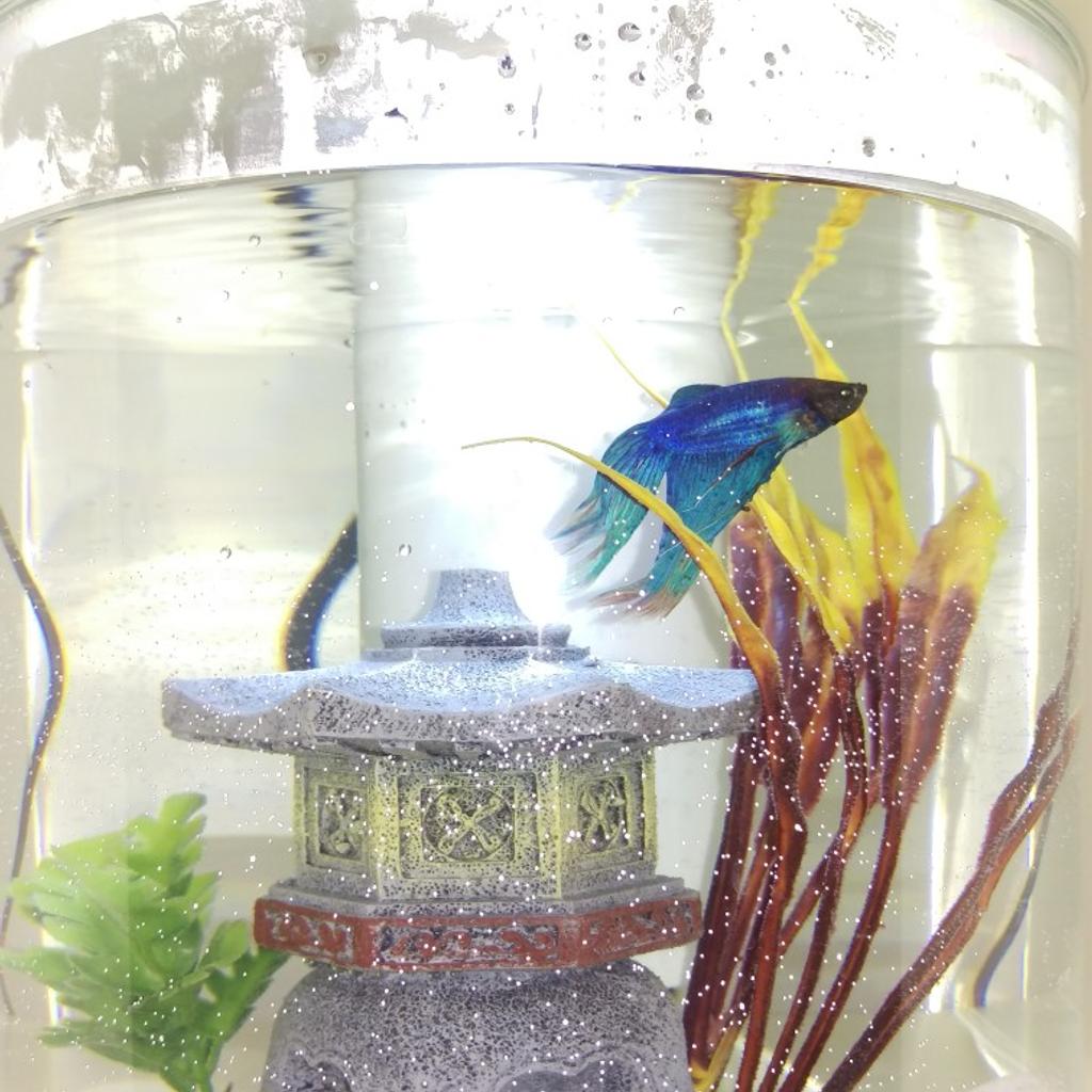 LED fish tank 10lt TANK, LED & FILTER Only in E10 London Borough of ...