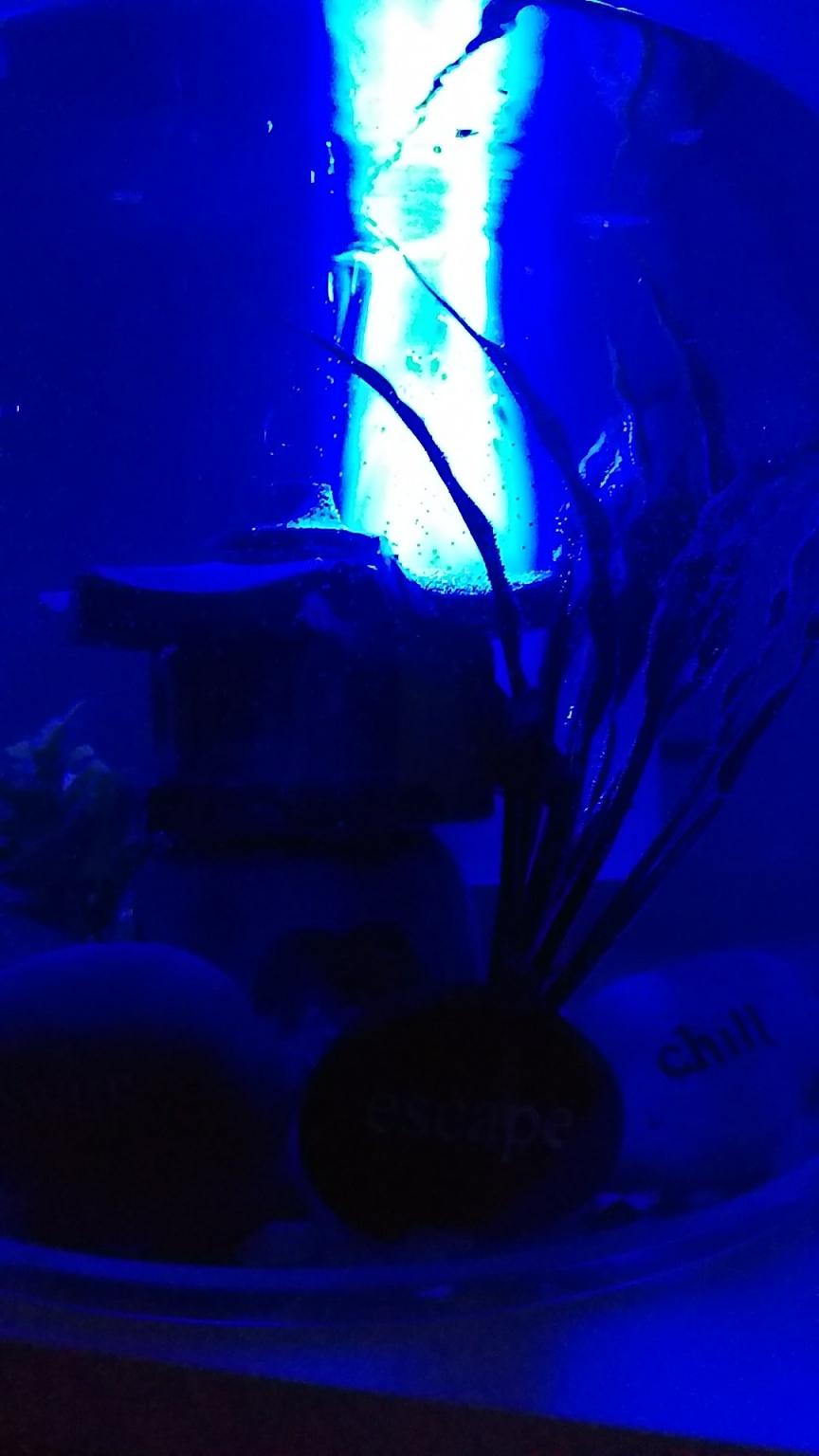 LED fish tank 10lt TANK, LED & FILTER Only in E10 London Borough of ...