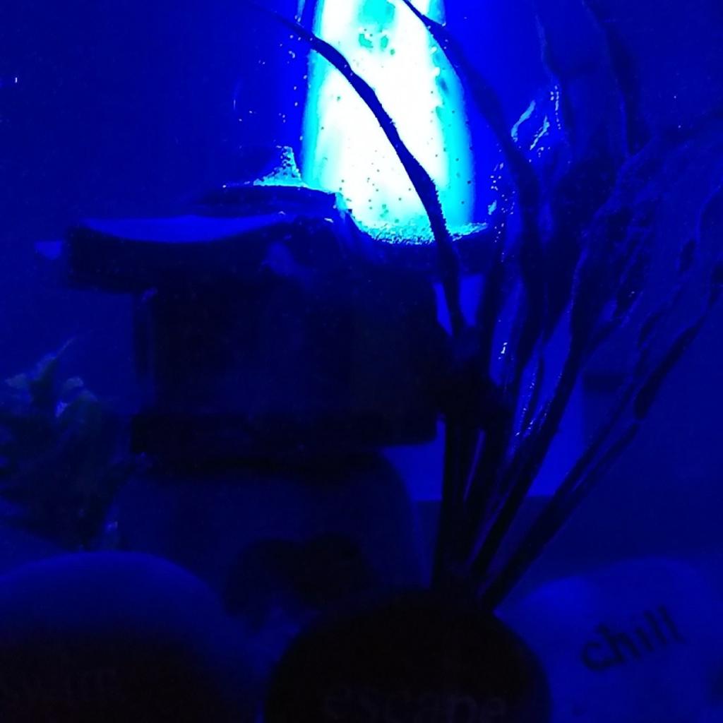 LED fish tank 10lt TANK, LED & FILTER Only in E10 London Borough of ...