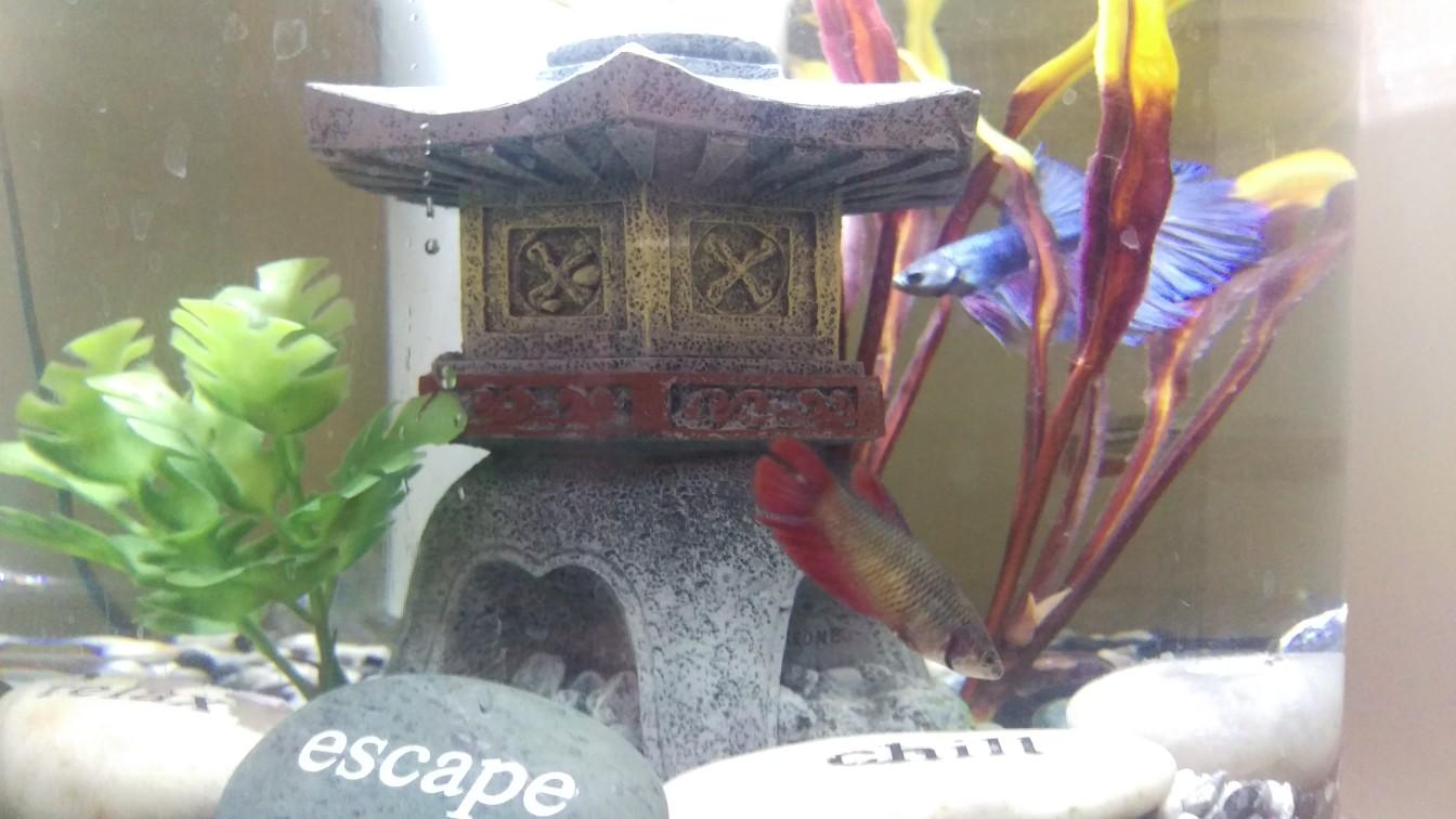 LED fish tank 10lt TANK, LED & FILTER Only in E10 London Borough of ...