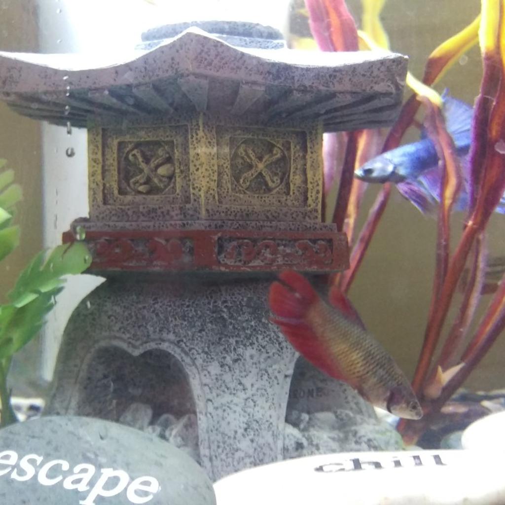 LED fish tank 10lt TANK, LED & FILTER Only in E10 London Borough of ...