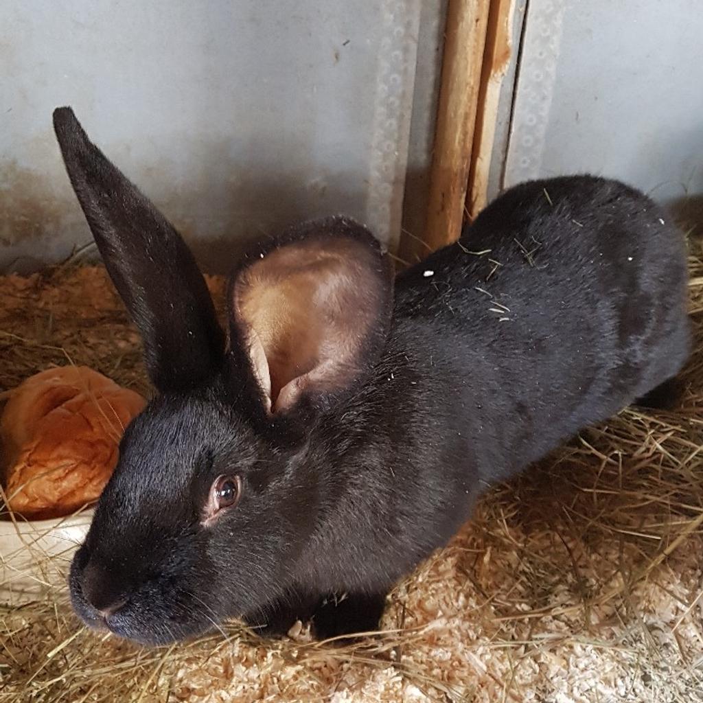 Deutsche Riesenschecken Kaninchen in 55606 Heimweiler für € 25,00 zum ...