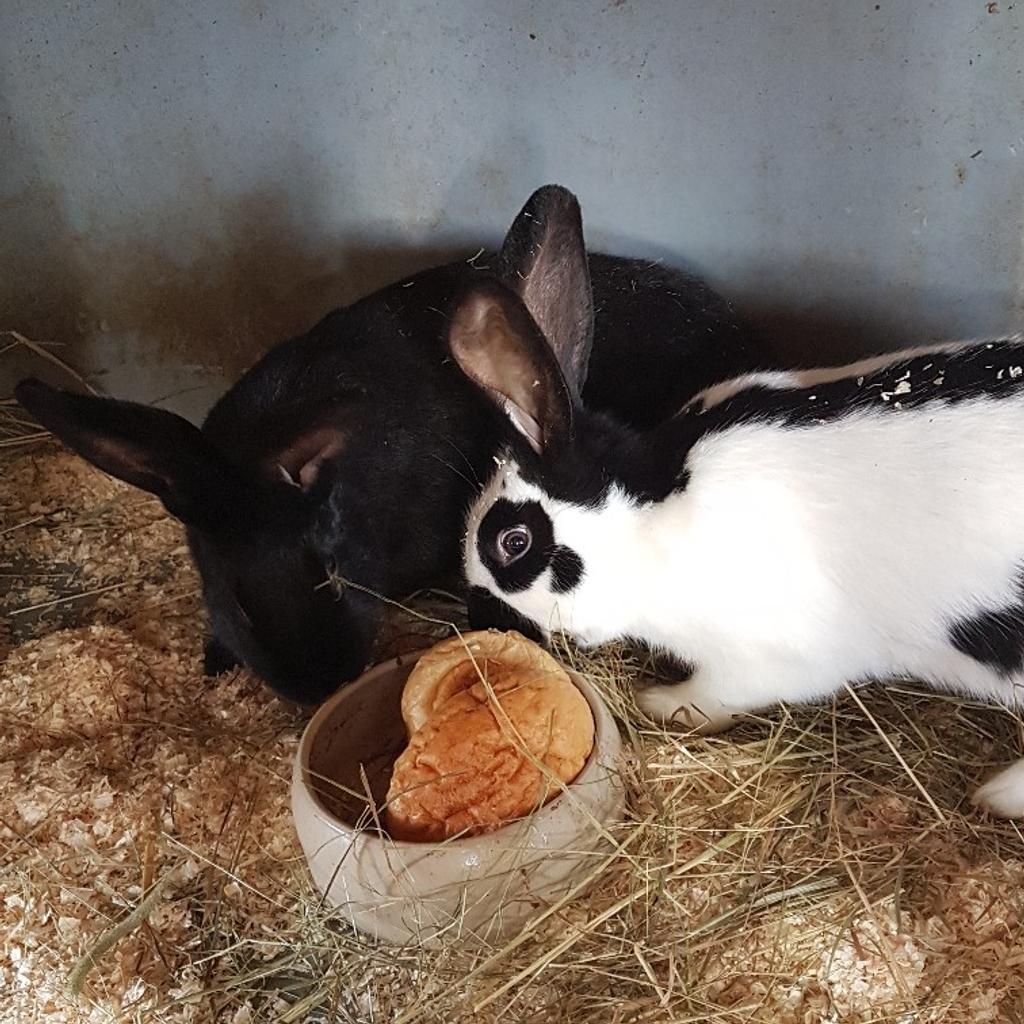 Deutsche Riesenschecken Kaninchen in 55606 Heimweiler für € 25,00 zum ...