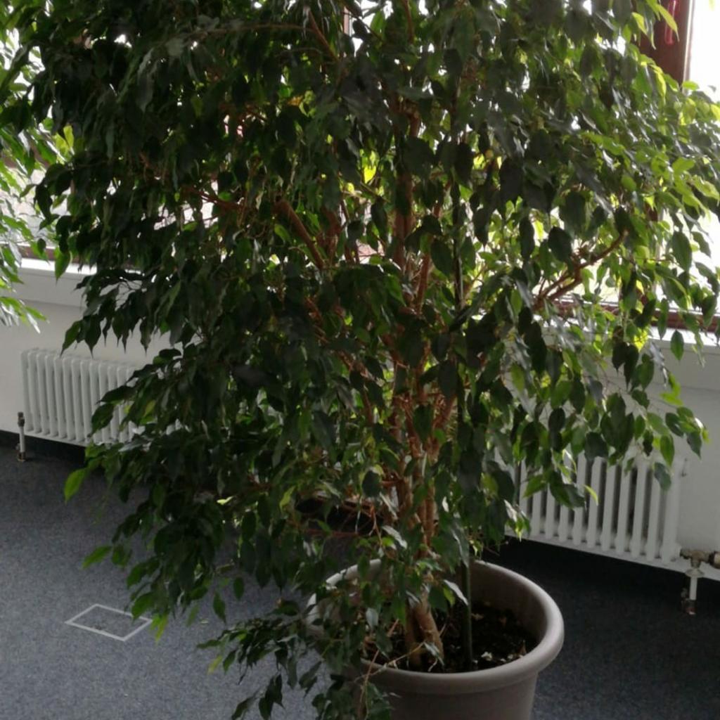 Benjamin Ficus Baum in 73265 Dettingen unter Teck für 20,00 € zum ...